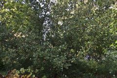 quercus phillyreoides