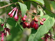 cestrum elegans rubrum
